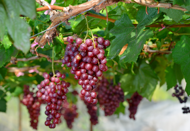 Ruby Rush shines in Southern Africa trials – Paltrack Agriculture ...